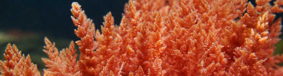 Dasya – DIVYA Living