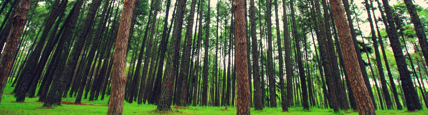 Hesper – DIVYA Living